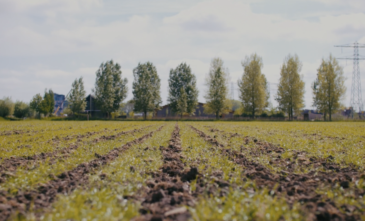 Acht hectare grond voor teelt miscanthus - Toekomstbestendige Leefomgeving